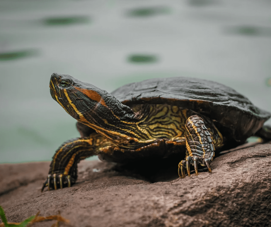 Native Econ | Native American Development Corporation